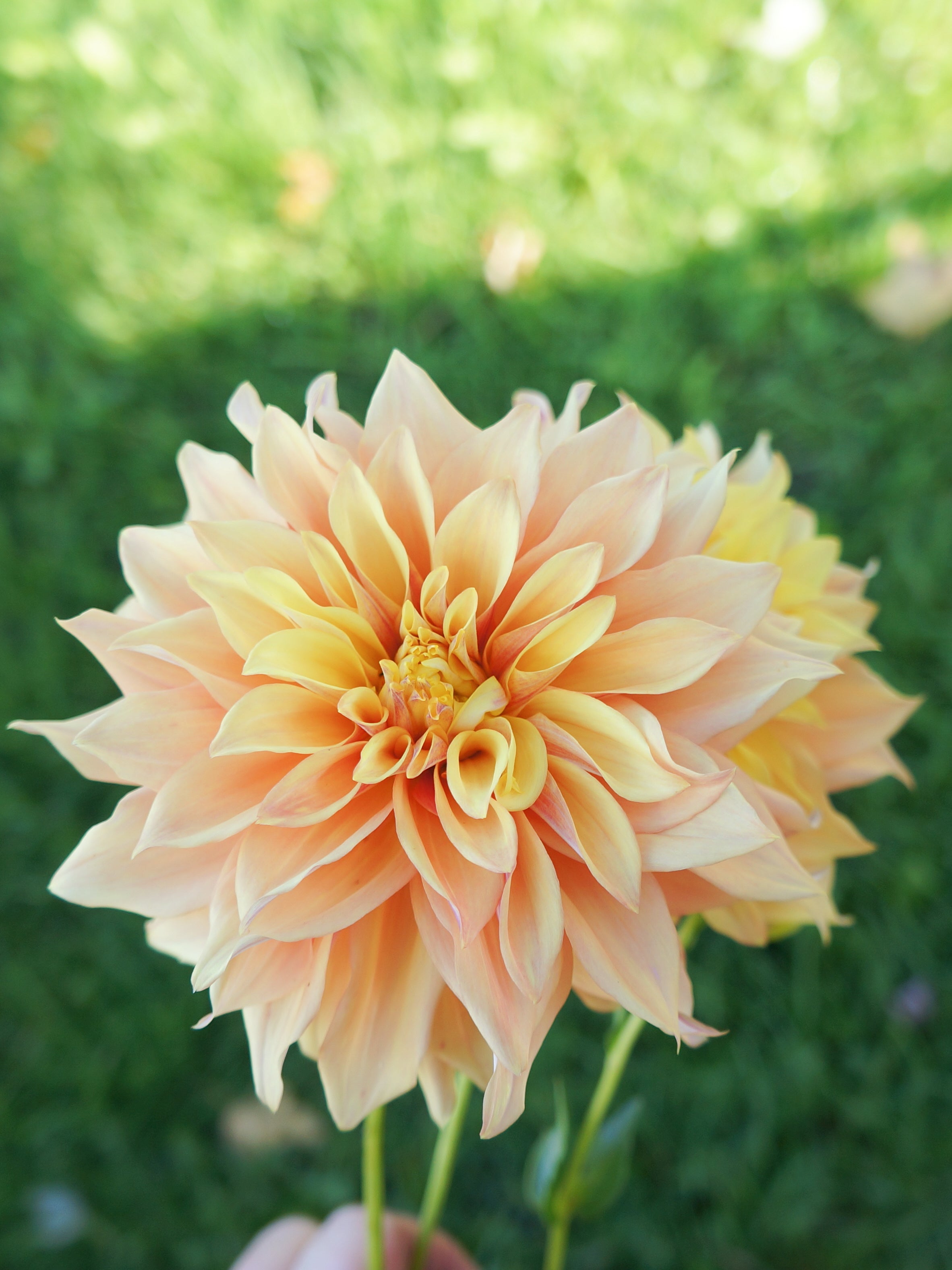 Tyrell – Carlisle Flower Farm