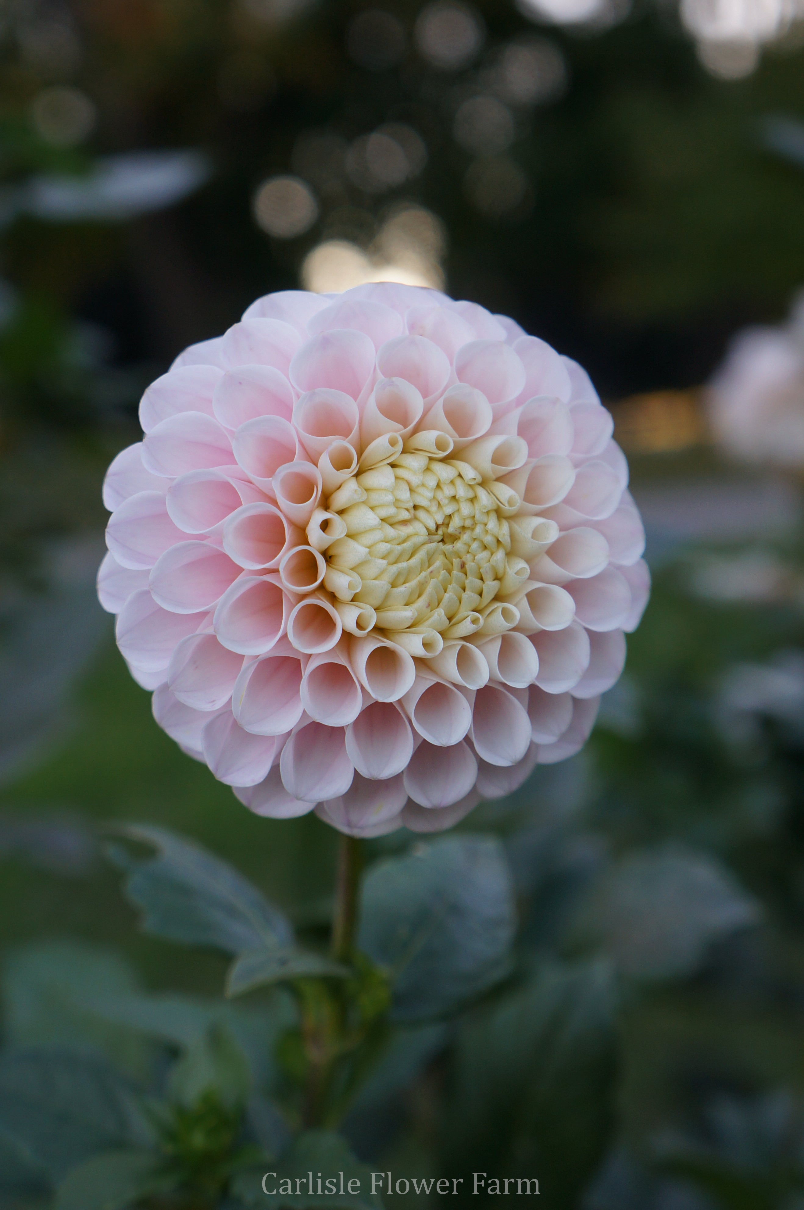 20th Ave Memory – Carlisle Flower Farm