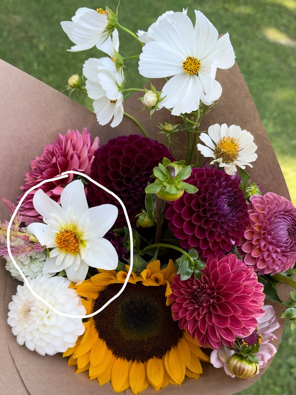 Alpen Cherub – Carlisle Flower Farm