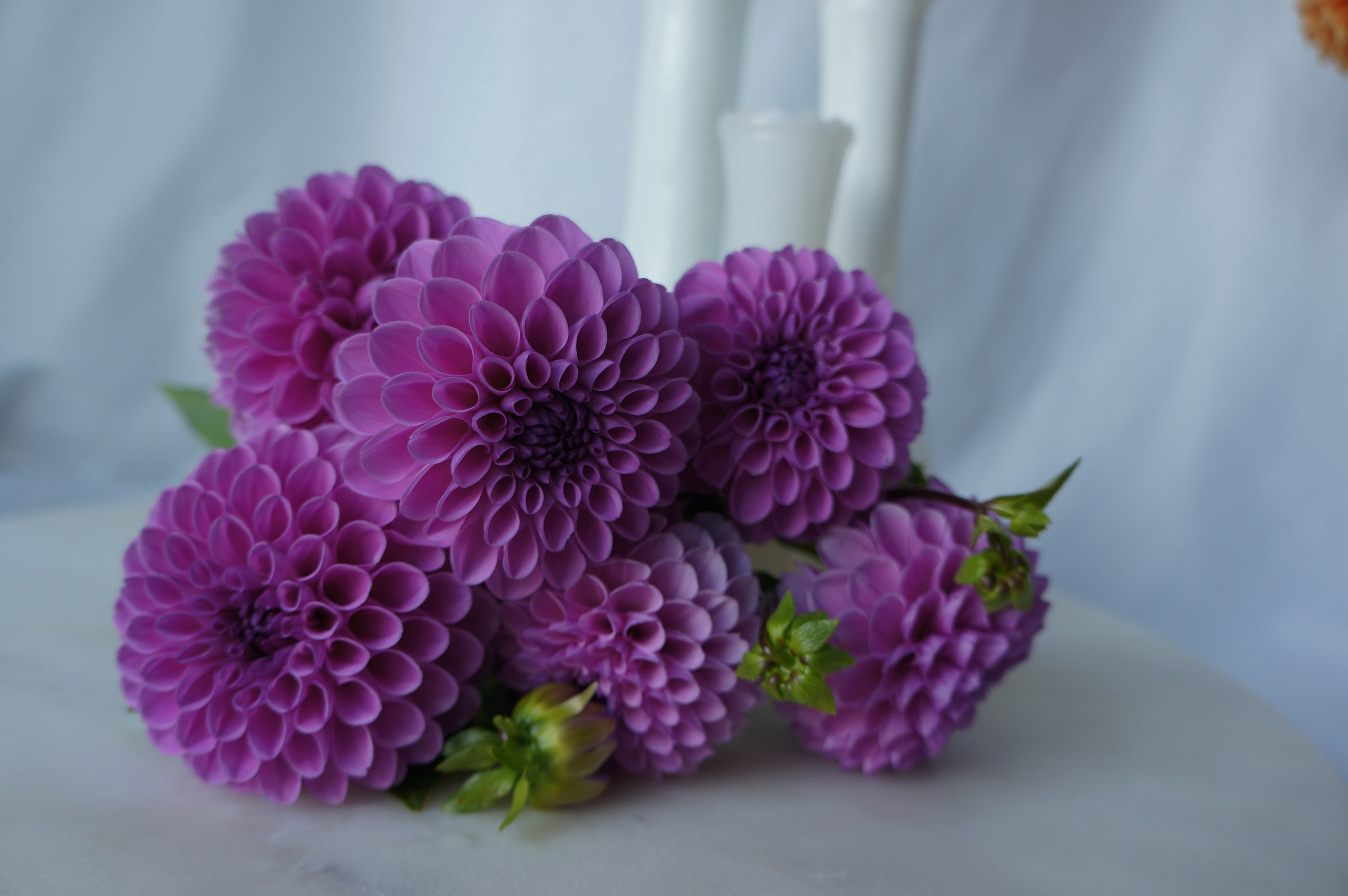 Robann Regal – Carlisle Flower Farm