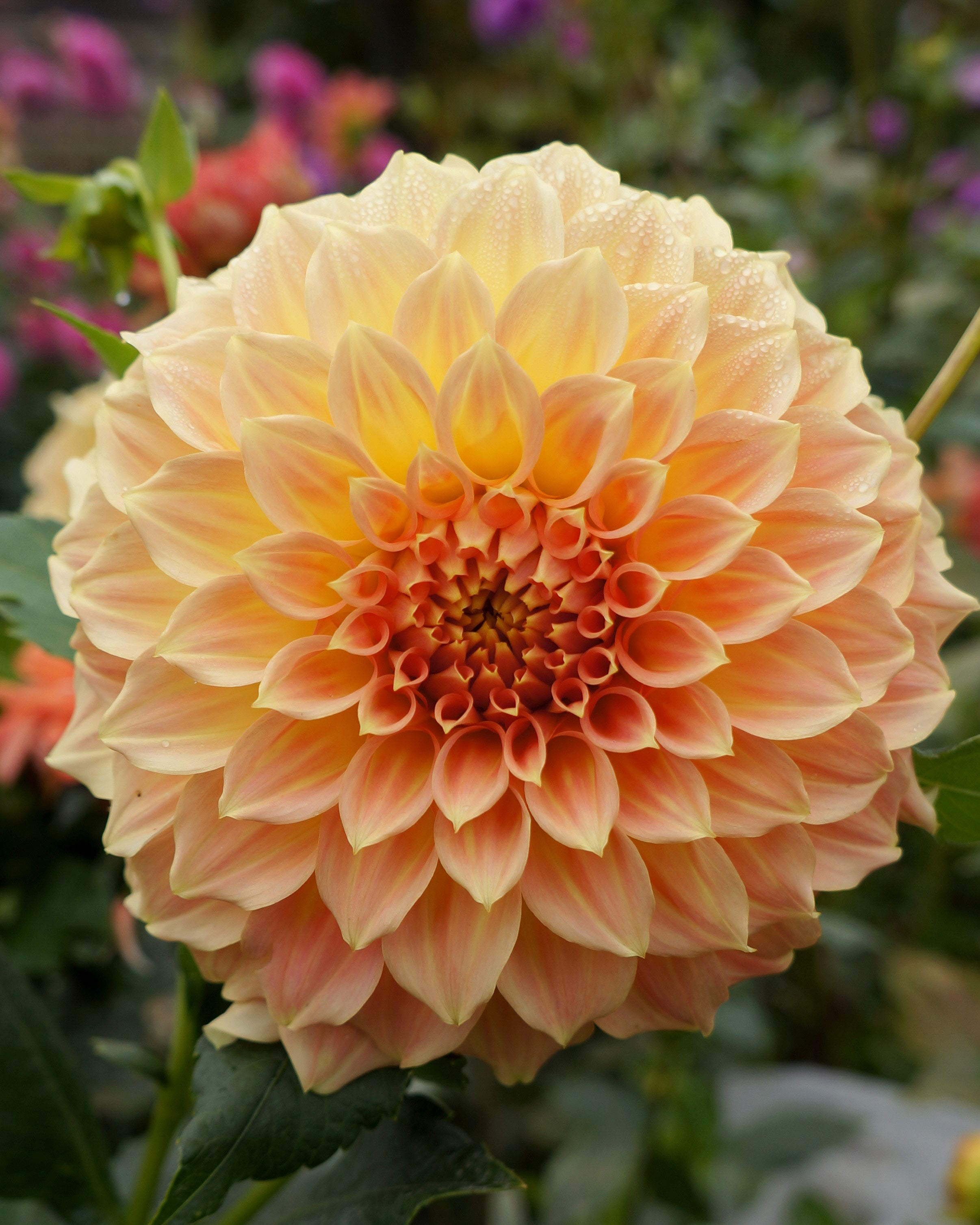 Bracken Sarah – Carlisle Flower Farm