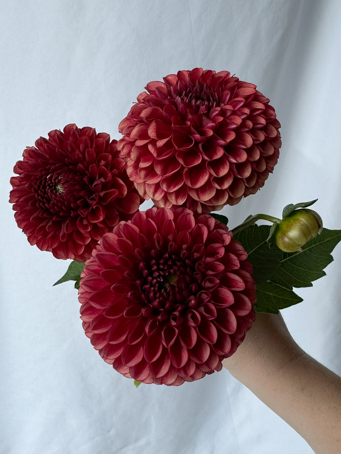 Copper Boy – Carlisle Flower Farm