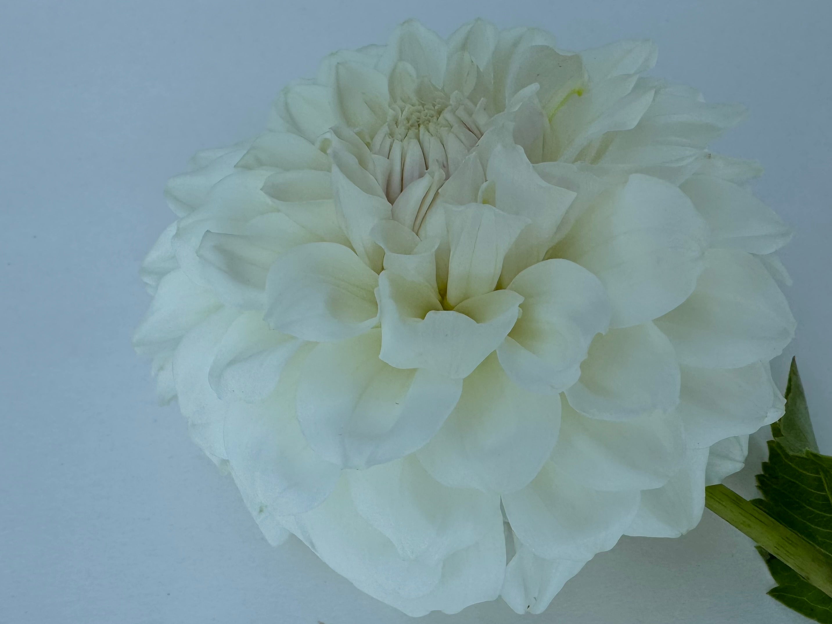 Irish Ruffles – Carlisle Flower Farm