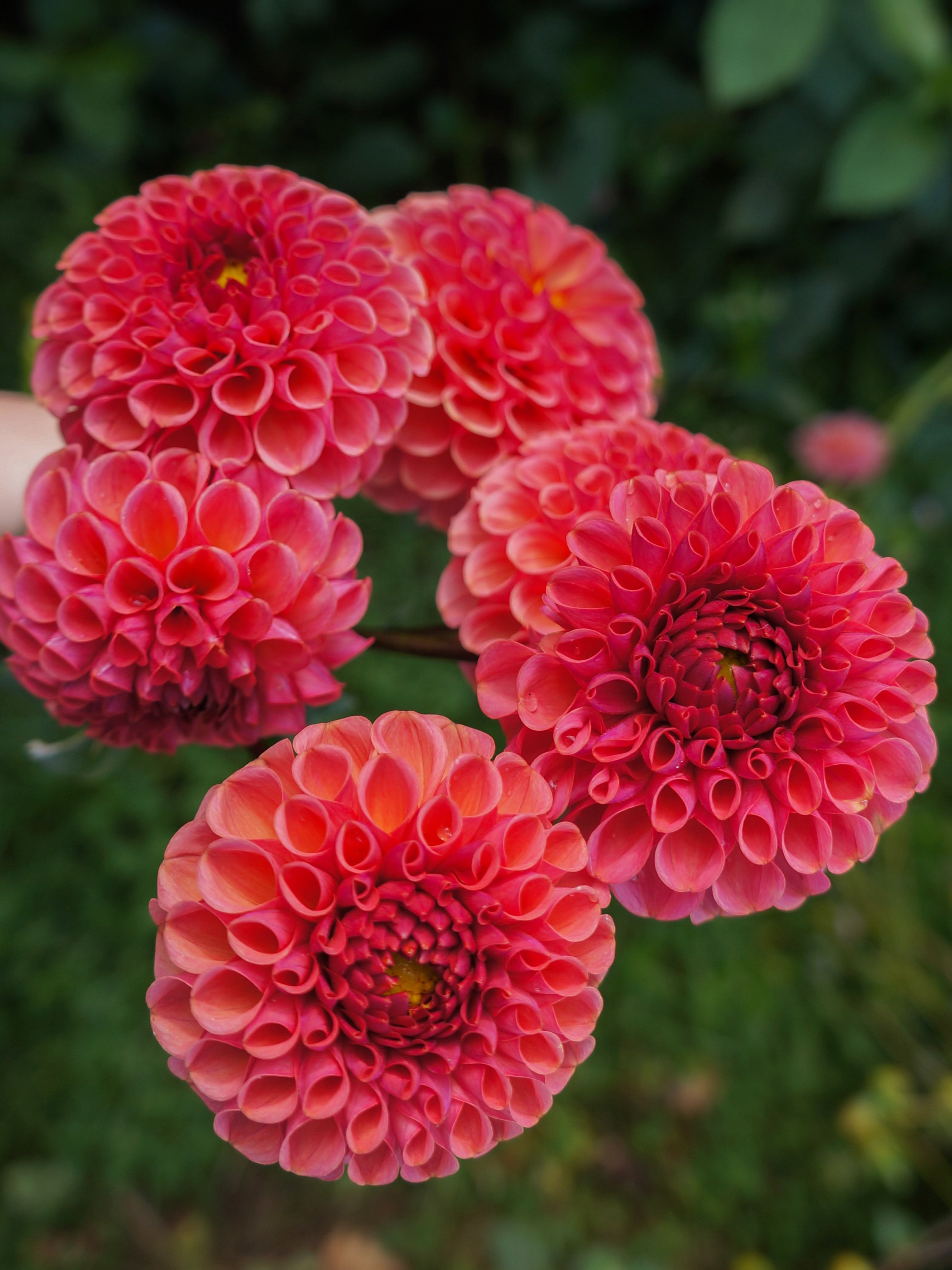 Ferncliff Rusty – Carlisle Flower Farm