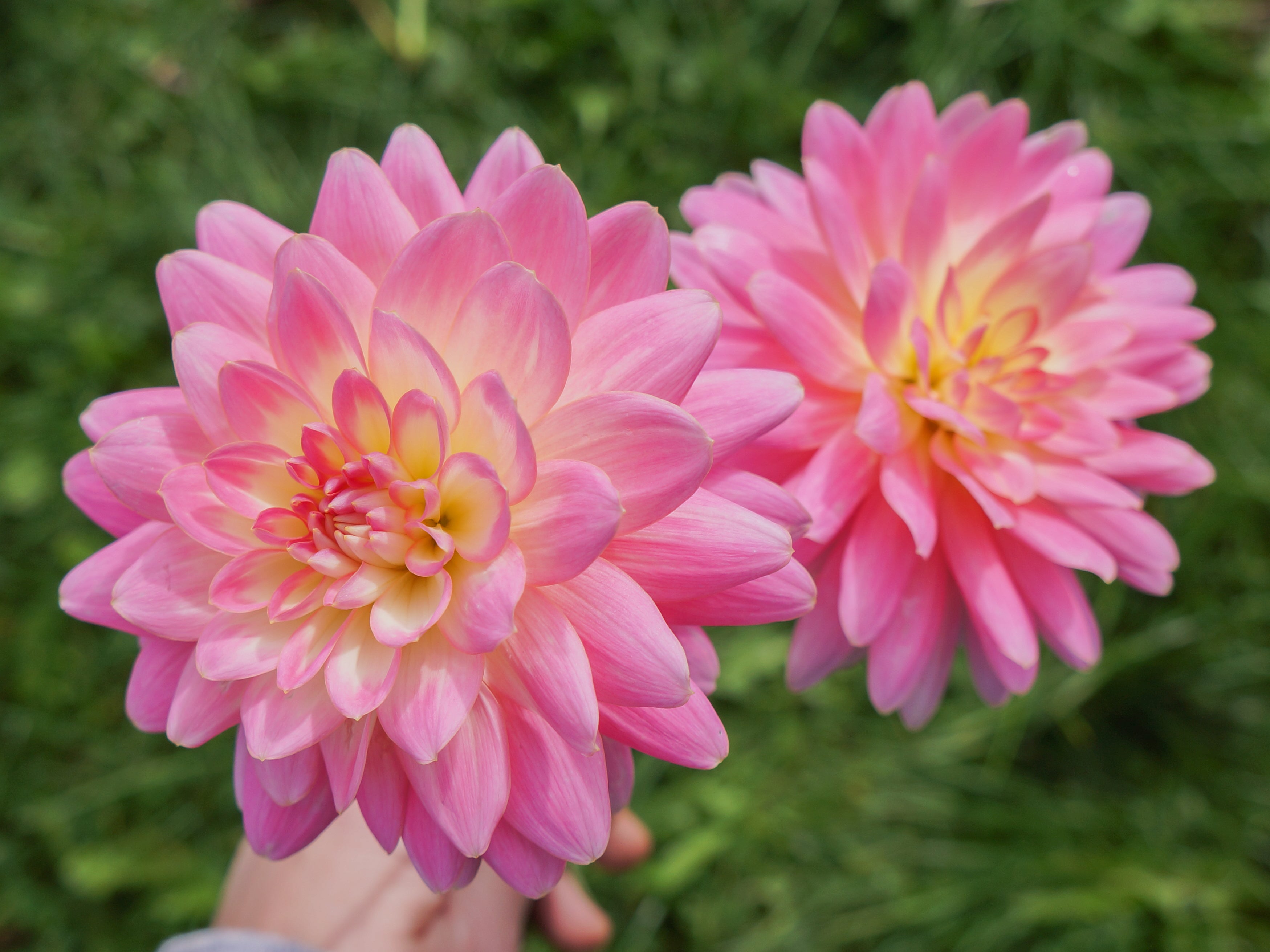 Gerrie Hoek – Carlisle Flower Farm