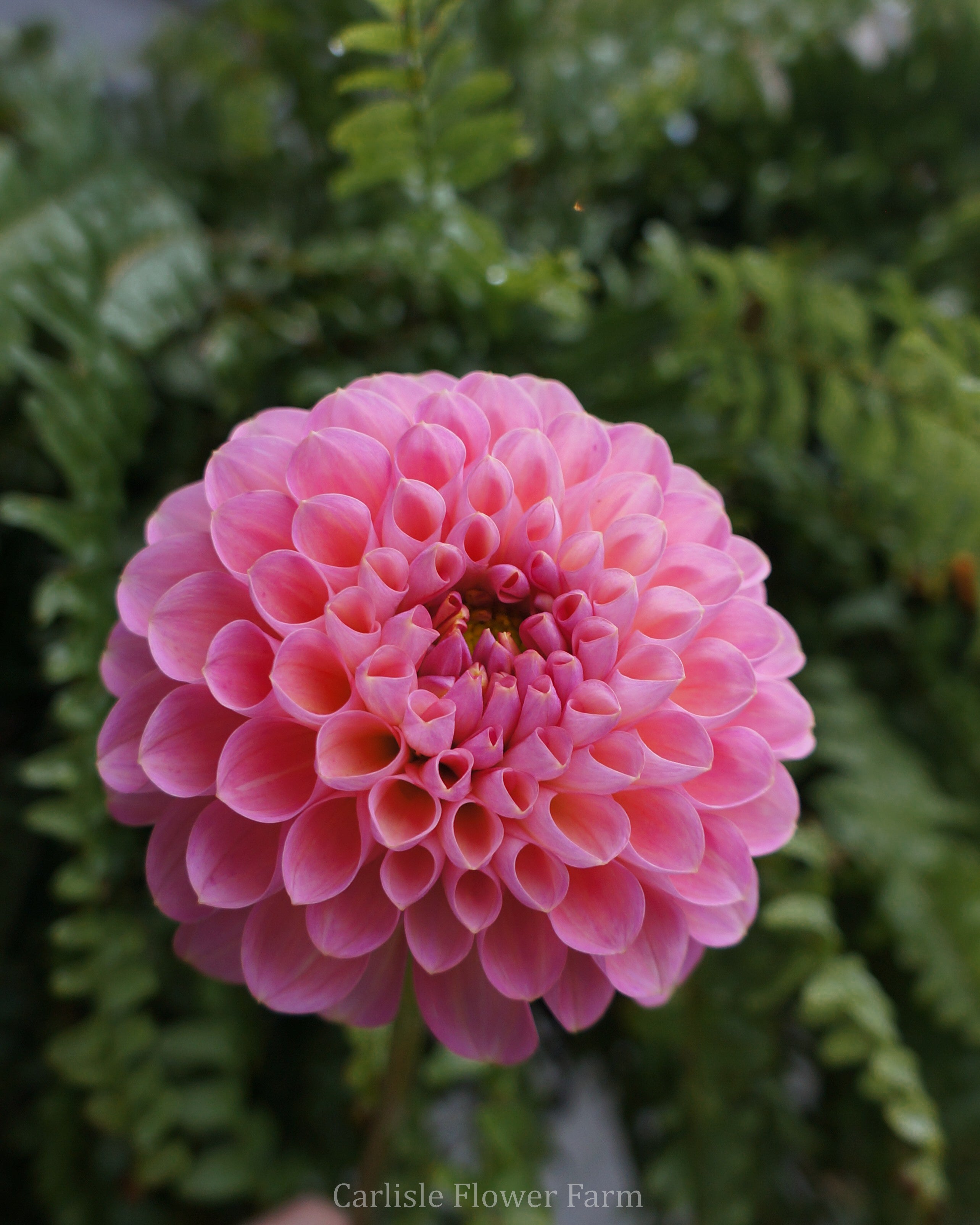 Carlisle Flower Farm
