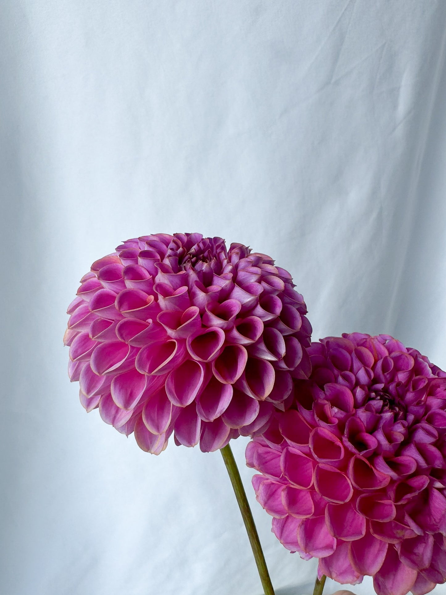 Isabel – Carlisle Flower Farm