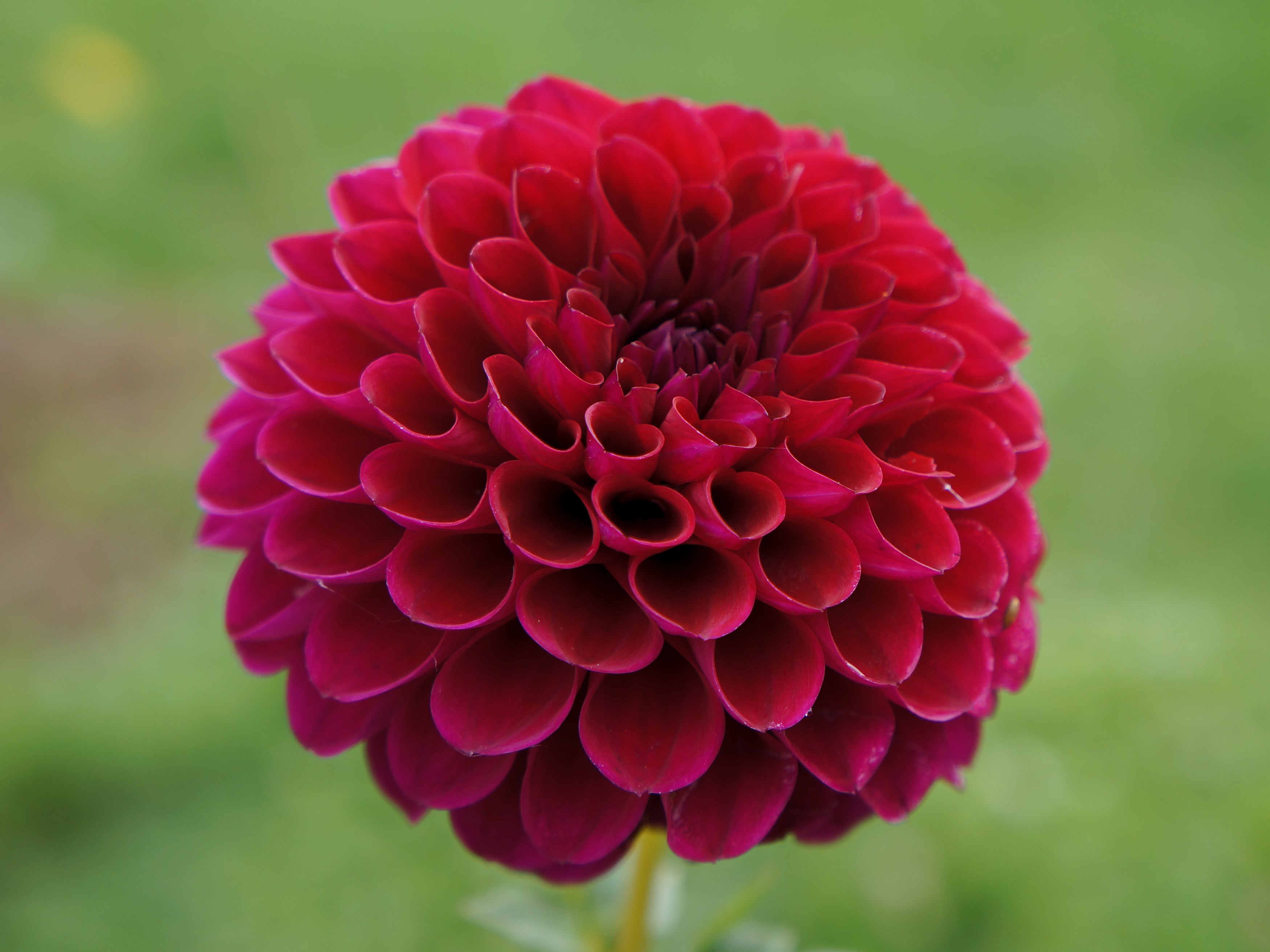 Jessie G – Carlisle Flower Farm