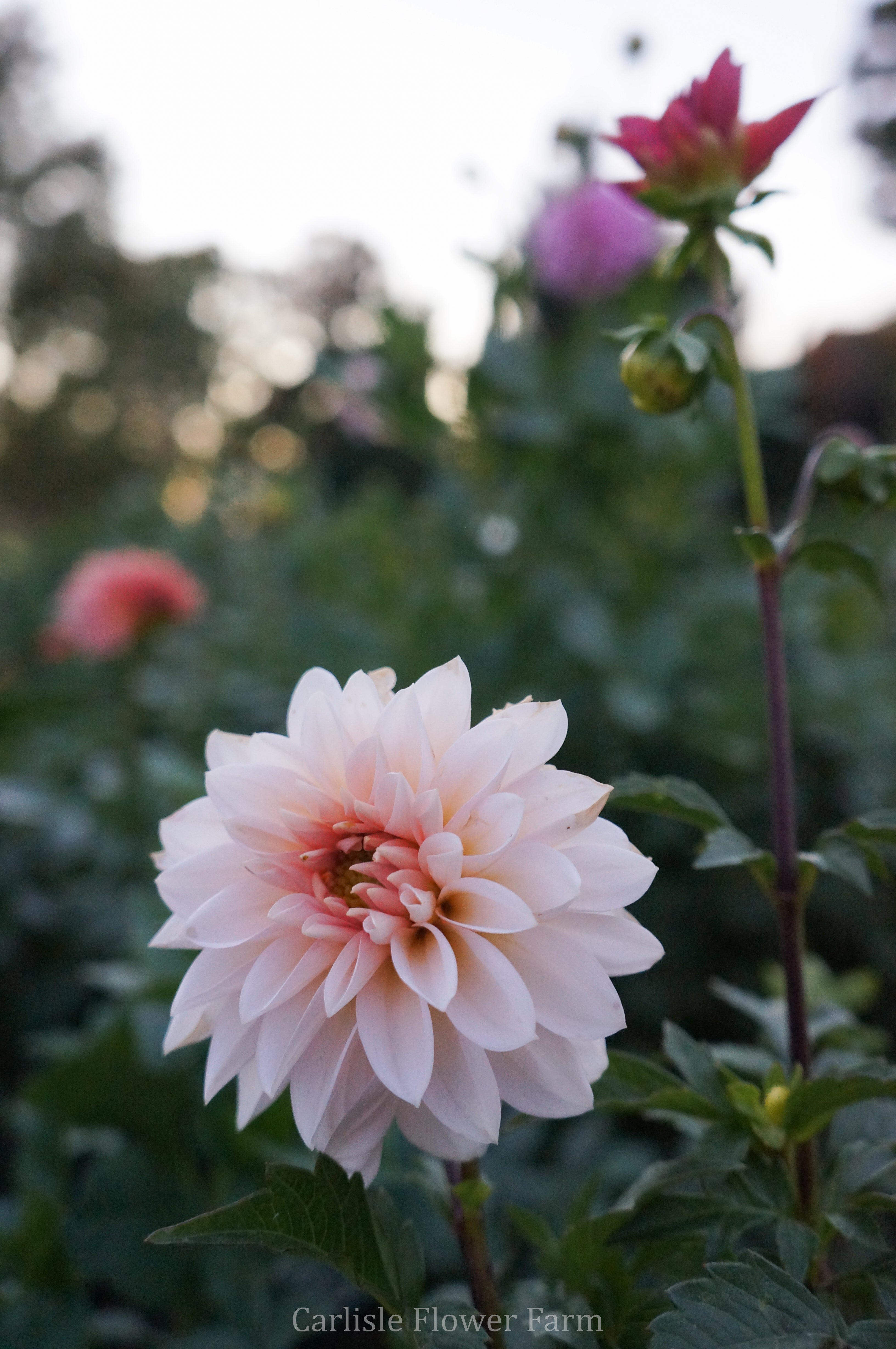 RM Baby Girl – Carlisle Flower Farm
