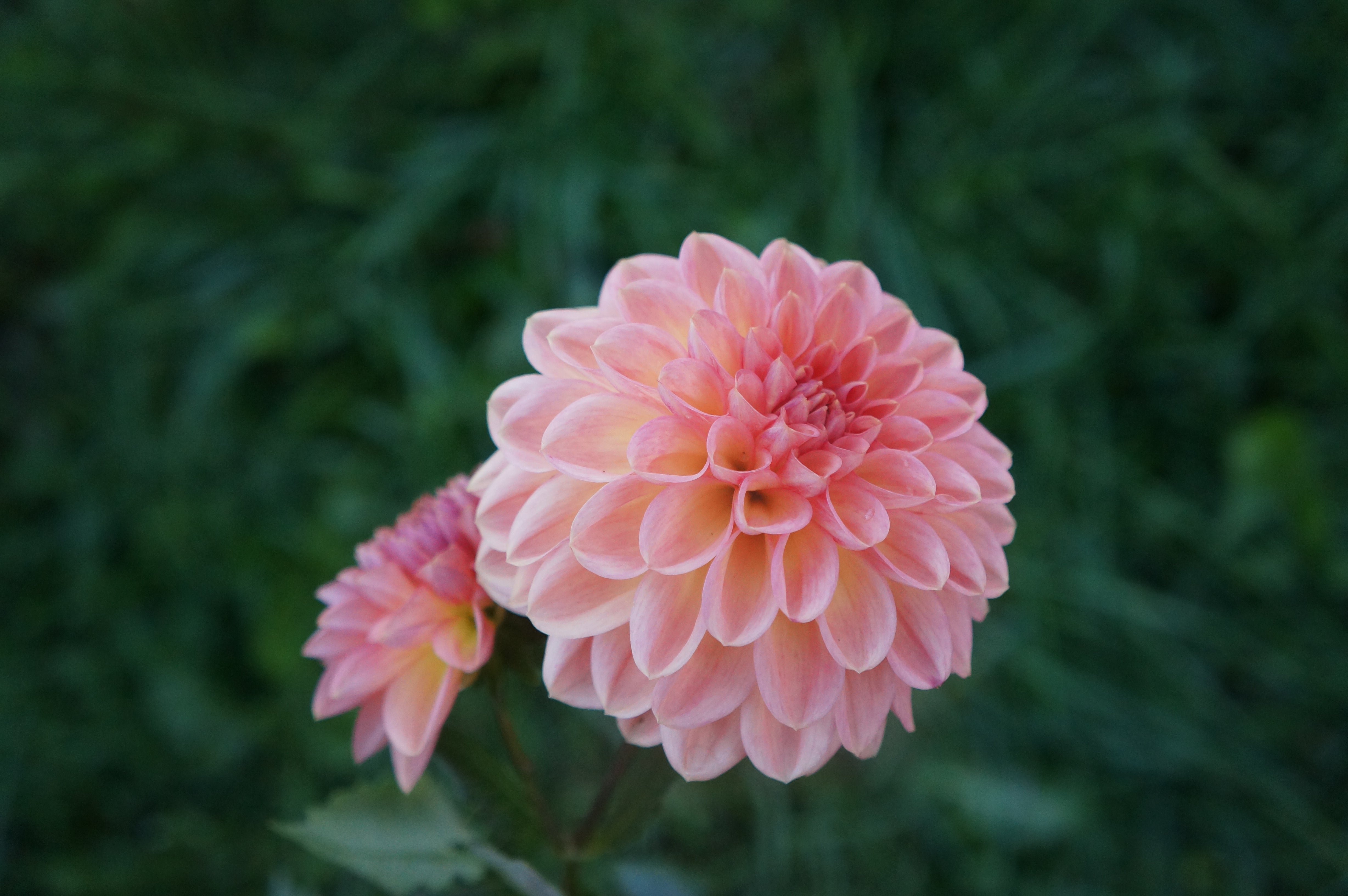 Scaur Swinton – Carlisle Flower Farm