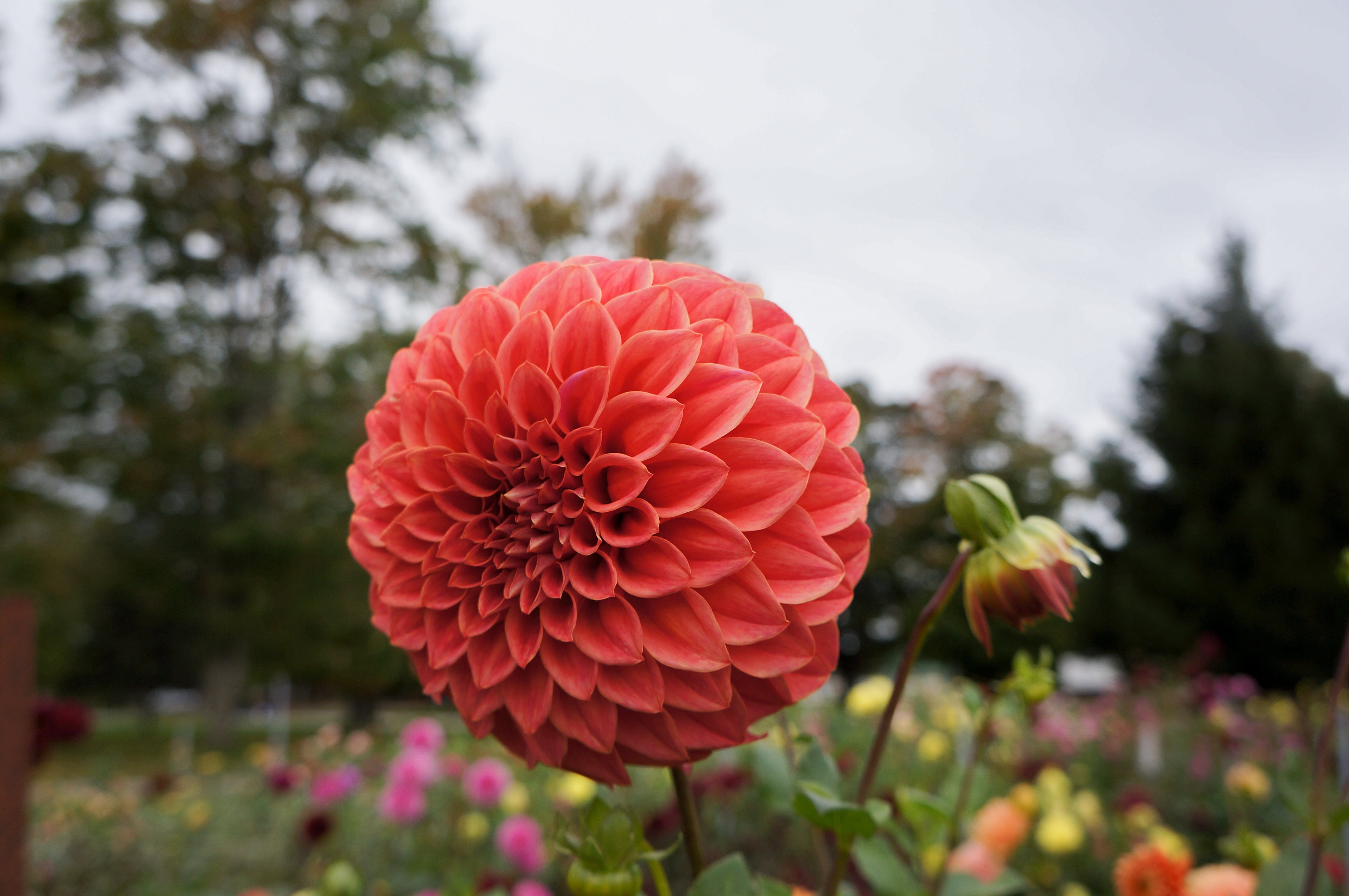 Sylvia Craig Hunter – Carlisle Flower Farm