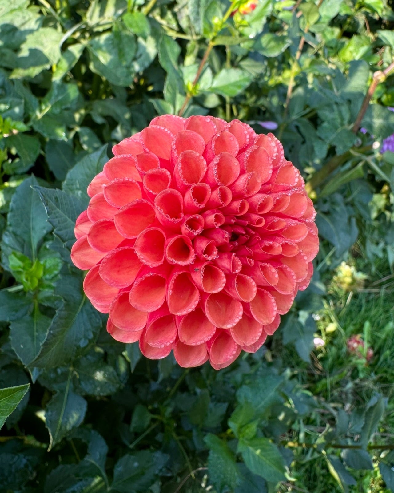 Valley Rust Bucket – Carlisle Flower Farm